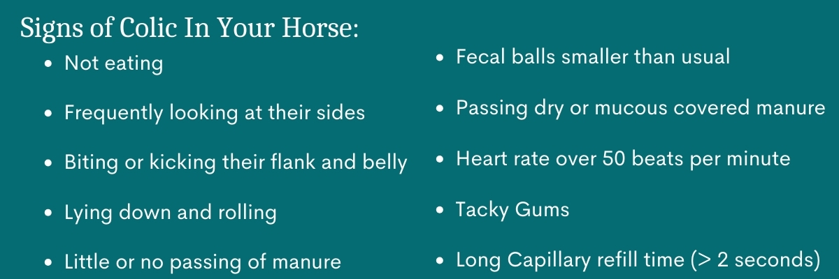 Colic – What you need to know - Bridger Animal Hospital